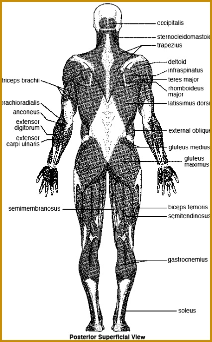 Language Of Anatomy Worksheet Anatomy Worksheets