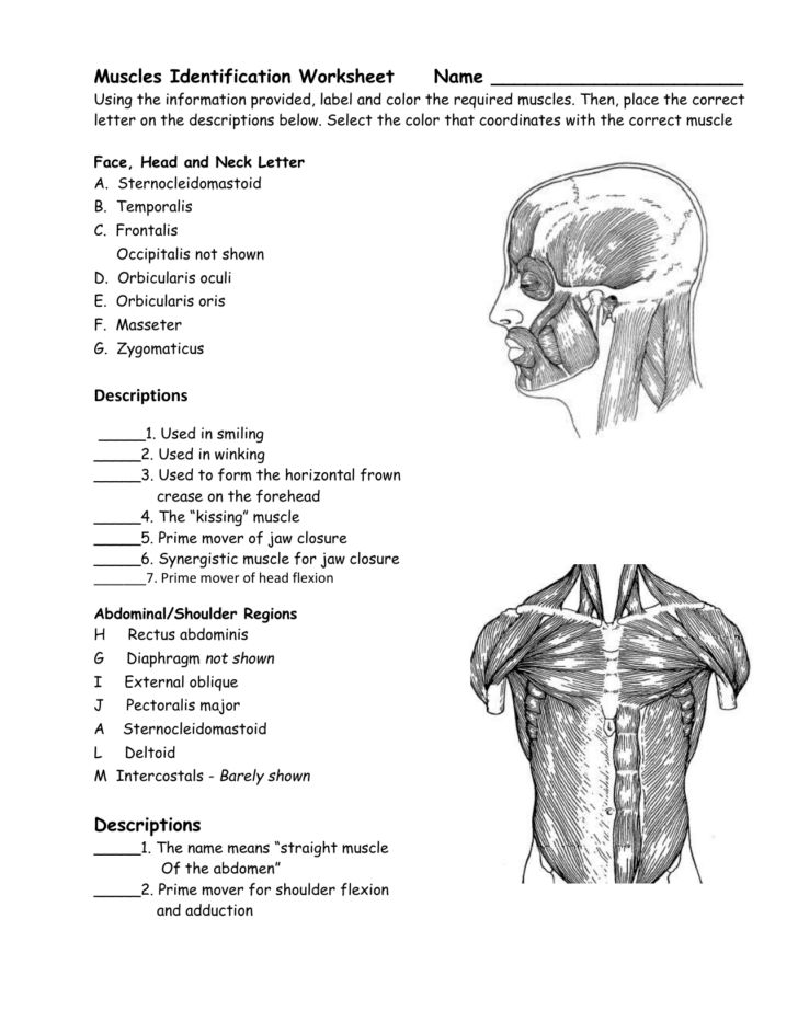 Muscular System Quiz Label at Marcus Best blog