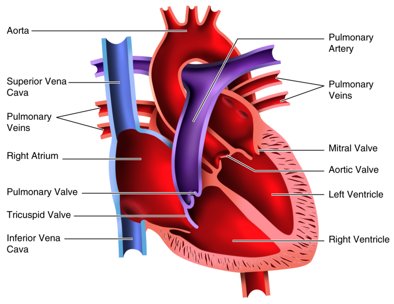 Mammalian Heart Anatomy Worksheet External Answers Anatomy Worksheets