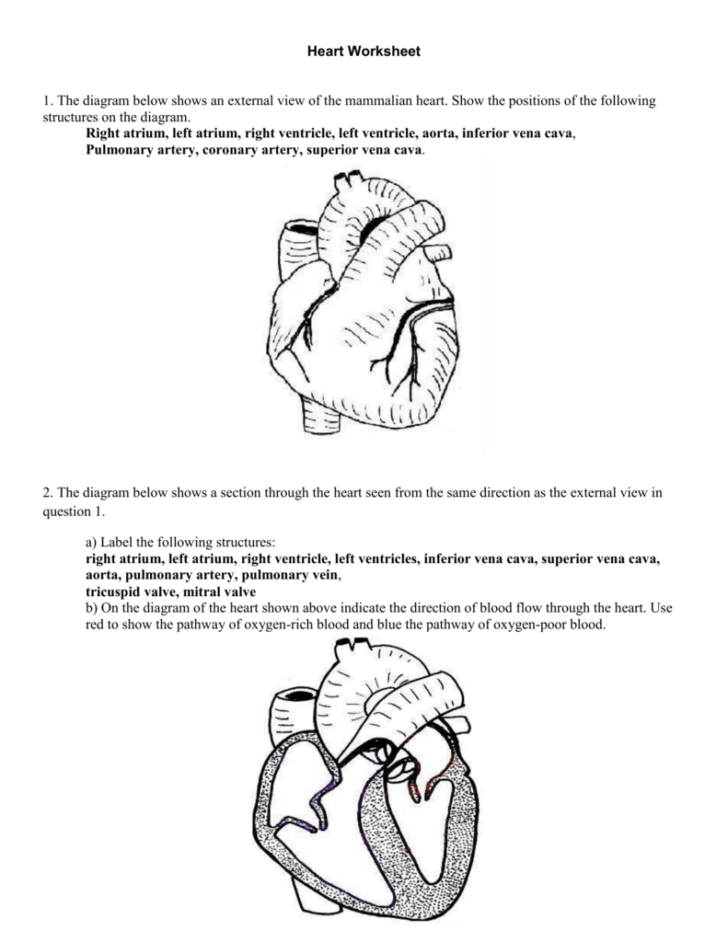 4 Heart Worksheet | Anatomy Worksheets