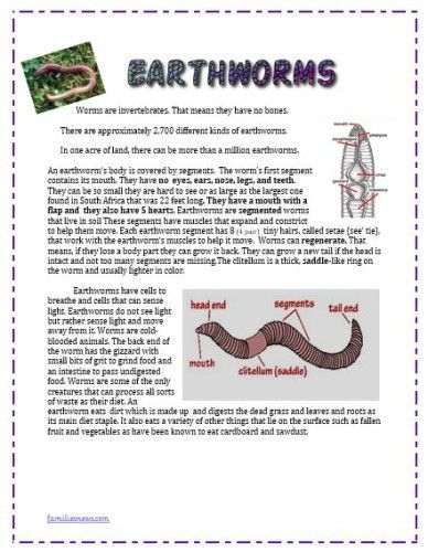 Earthworm Anatomy Worksheet Answer Key Anatomy Worksheets