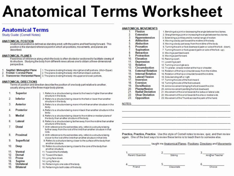 Crash Course Anatomy And Physiology Worksheets | Anatomy Worksheets