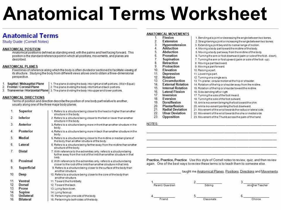 Crash Course Anatomy And Physiology Worksheets Anatomy Worksheets