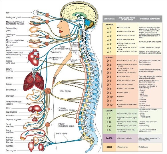 Free Printable Anatomy Diagrams Anatomy Worksheets