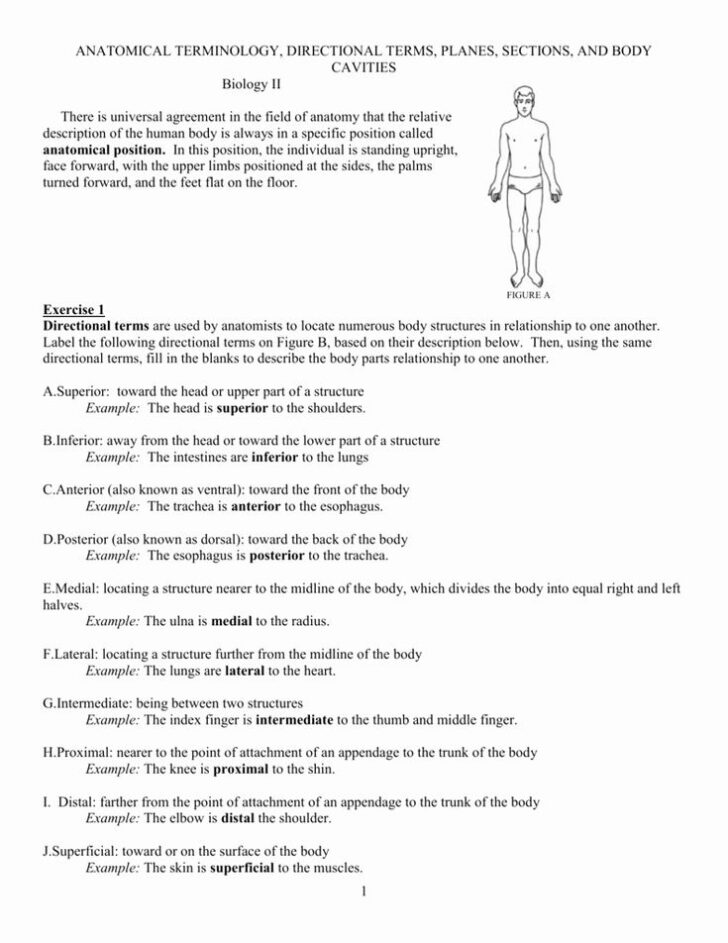 Anatomical Terms Worksheet Answers Elegant Anatomicaltermsworksheetc Anatomical Terms Worksheet Answers Elegant Anatomicaltermsworksheetc