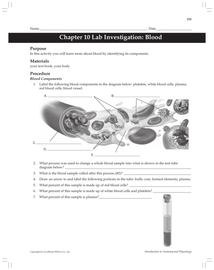 Anatomy And Physiology Chapter 10 Blood Anatomy Worksheets Anatomy And Physiology Chapter 10 Blood Anatomy Worksheets