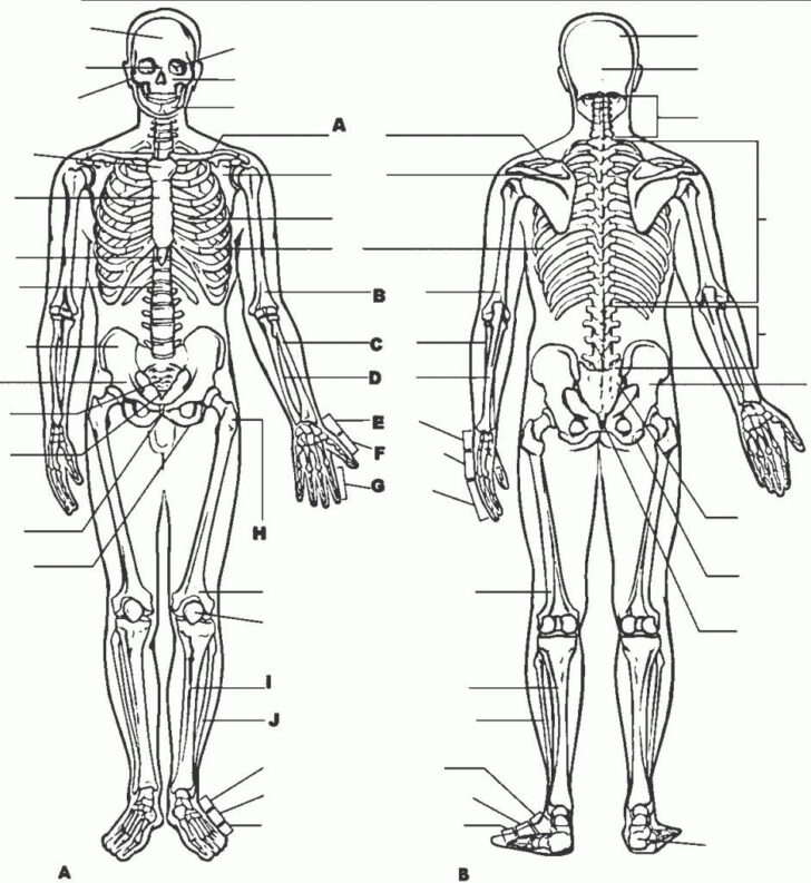Anatomy And Physiology Printable Flashcards Anatomy Worksheets Anatomy And Physiology Printable Flashcards Anatomy Worksheets