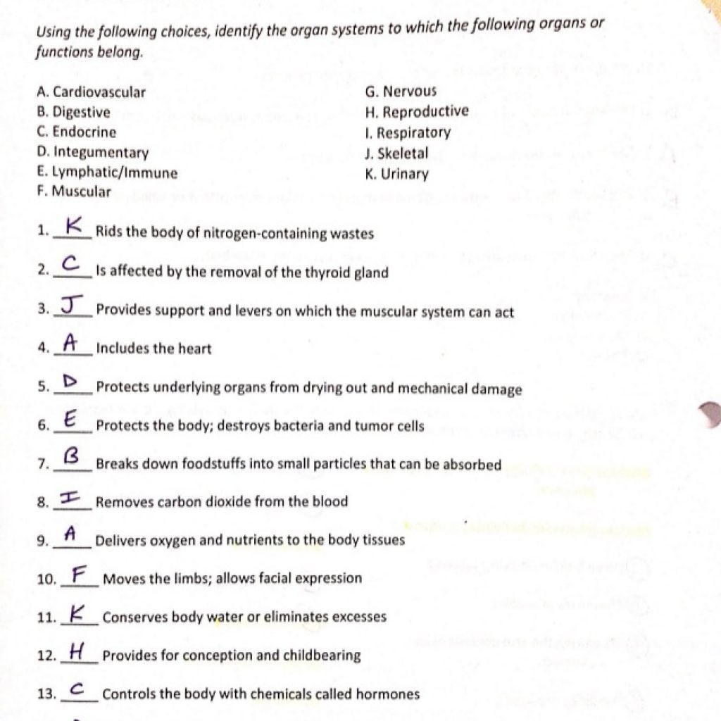 Anatomy And Physiology Chapter 3 Worksheet Answers Anatomy Worksheets