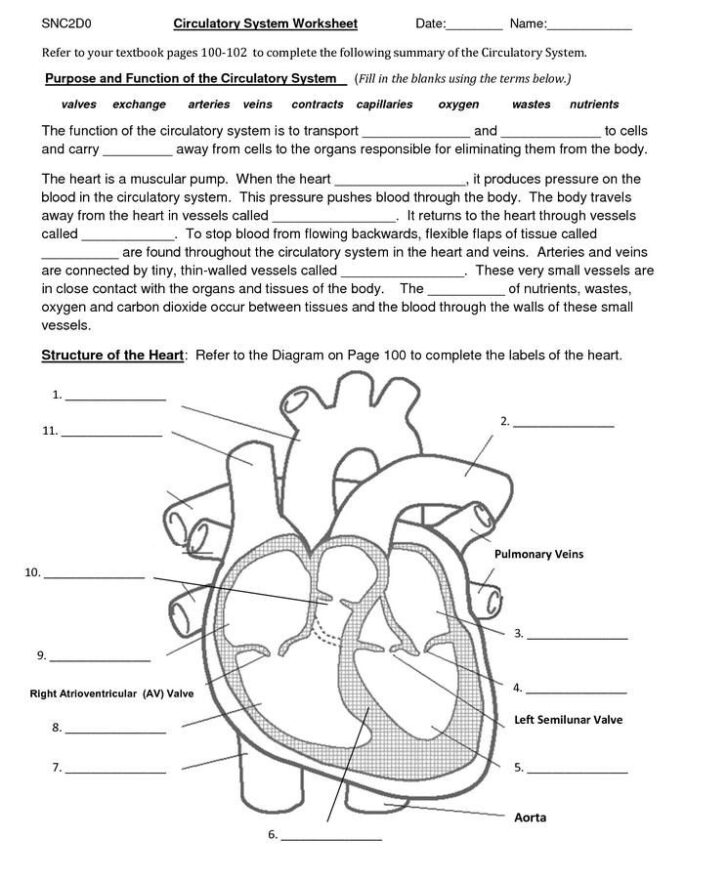 Anatomy And Physiology Coloring Workbook Answer Key Page 16 TIssue