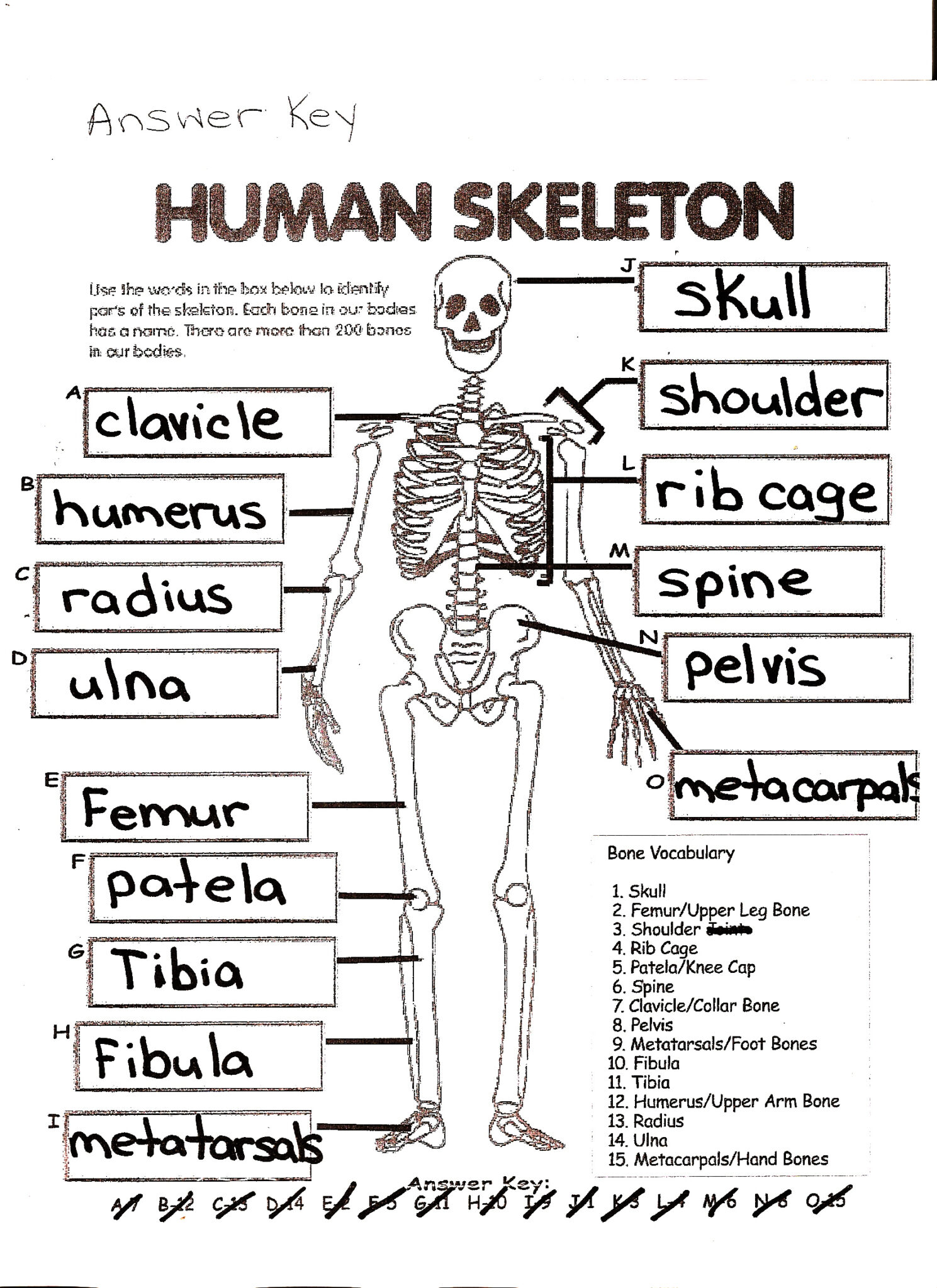 Anatomy Chapter 5 Skeletal System Worksheet Answers | Anatomy Worksheets