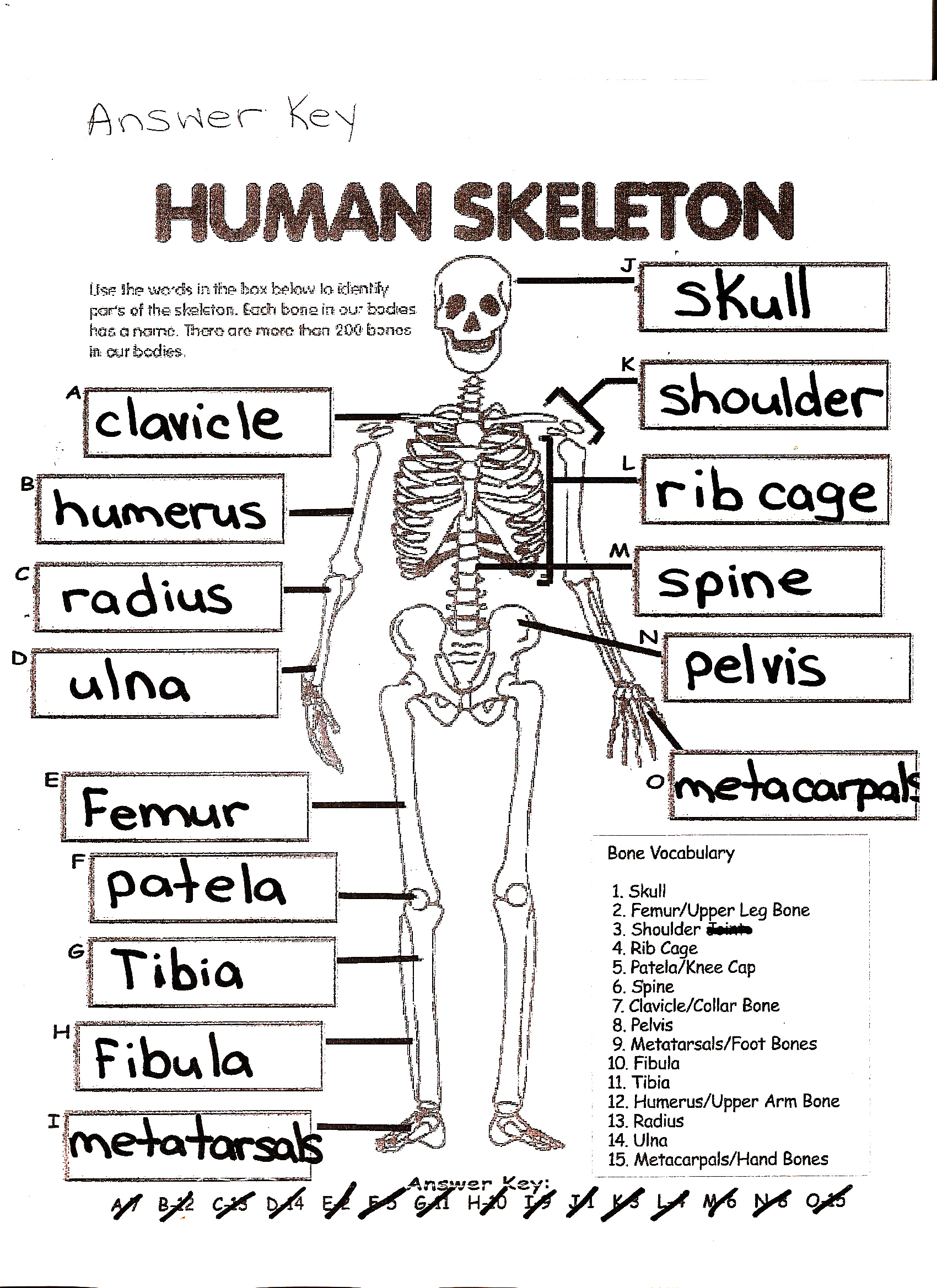 Anatomy Chapter 5 Skeletal System Worksheet Answers Anatomy Worksheets