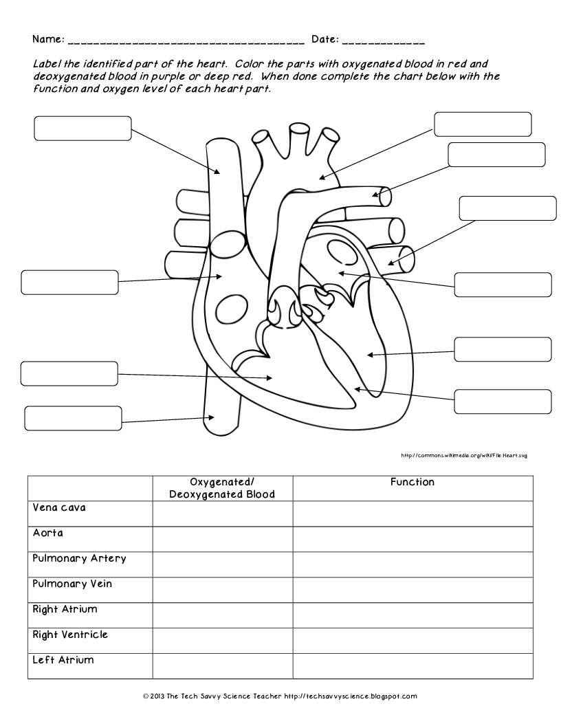 Anatomy And Physiology Worksheet Anatomy Worksheets