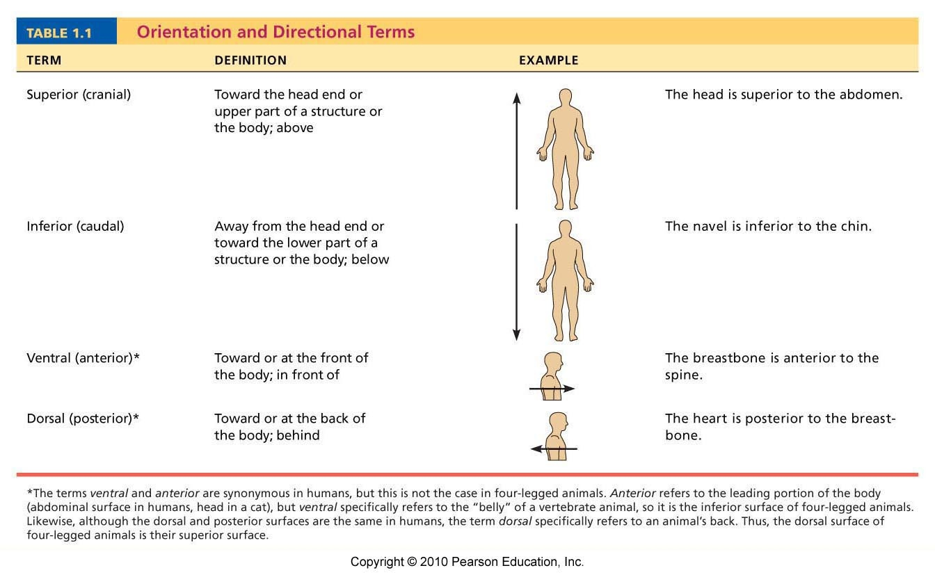 Worksheet Of Directional Terms Used In Anatomy And Medicine Anatomy 
