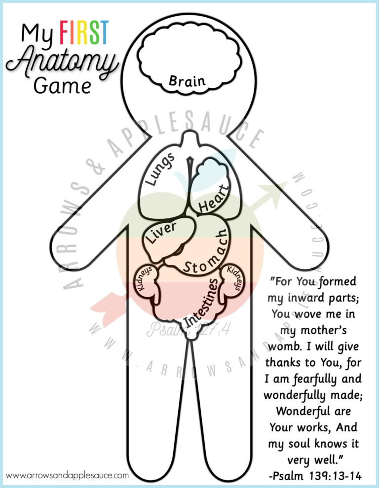 Preschool Anatomy Worksheets | Anatomy Worksheets