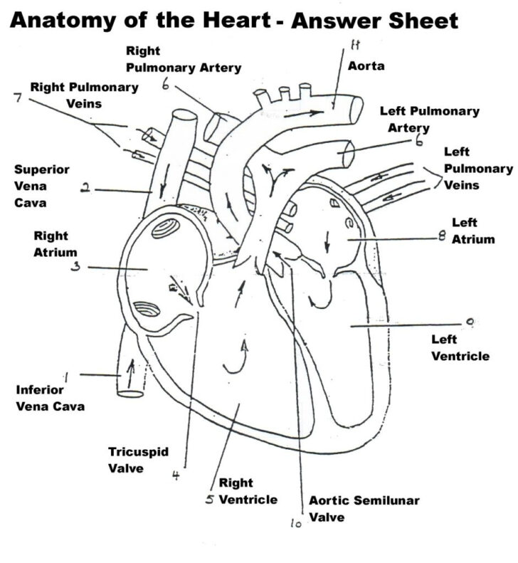 The Human Heart Anatomy And Circulation Worksheet Answer Key Anatomy
