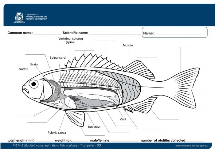 Bony Fish Anatomy Worksheet Anatomy Worksheets