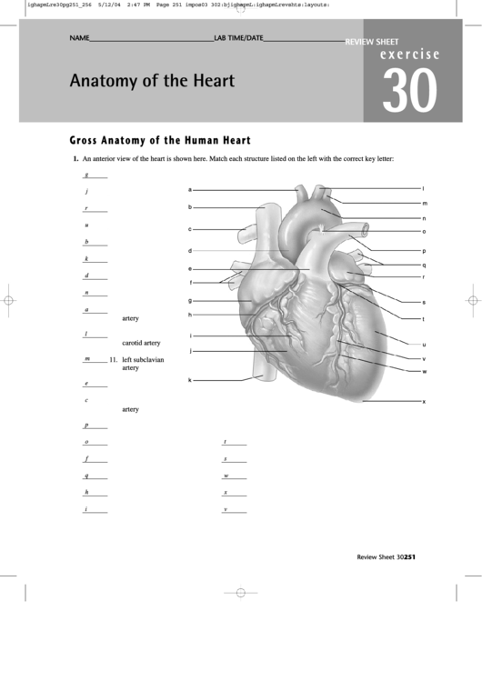 Anatomy Of The Heart Matching Edu iTugas