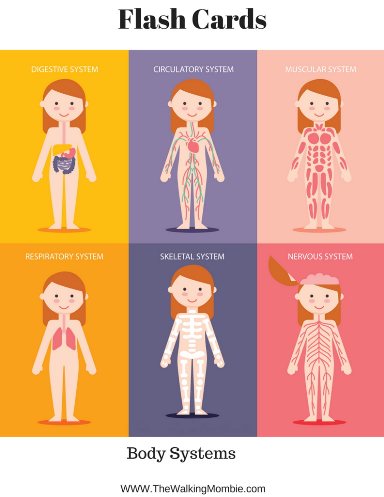 anatomy-of-the-human-body-free-printables-for-kids-anatomy-worksheets