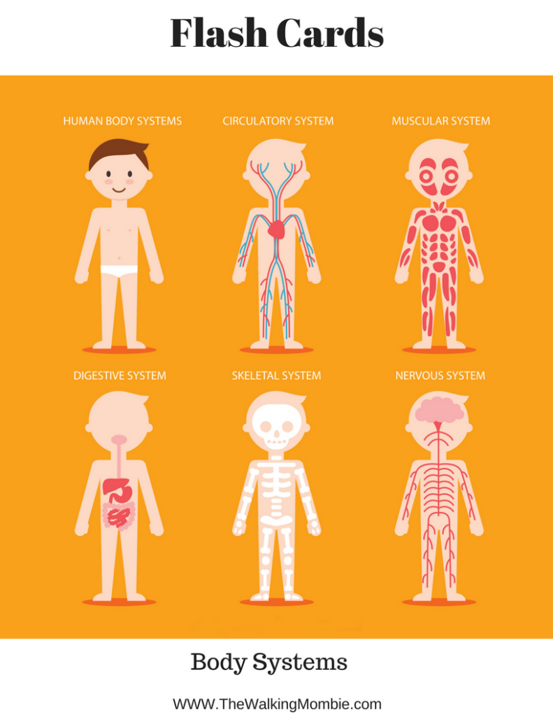 Anatomy Of The Human Body Free Printables For Kids | Anatomy Worksheets