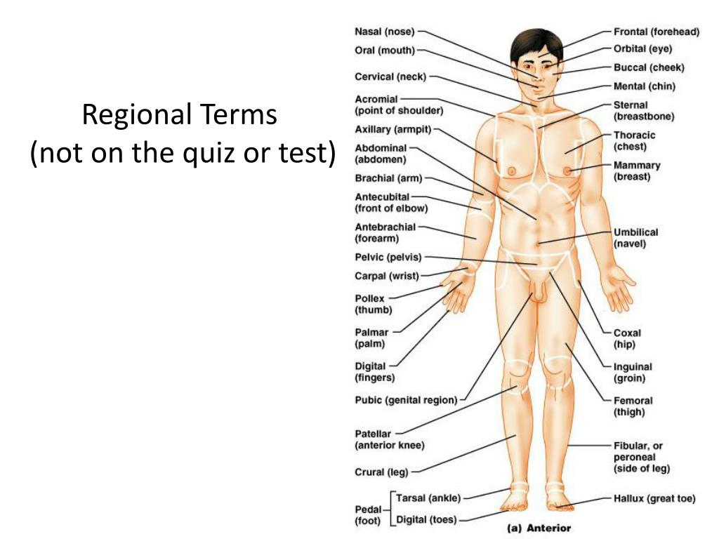 Anatomy Regional Terms Worksheet Anatomy Worksheets