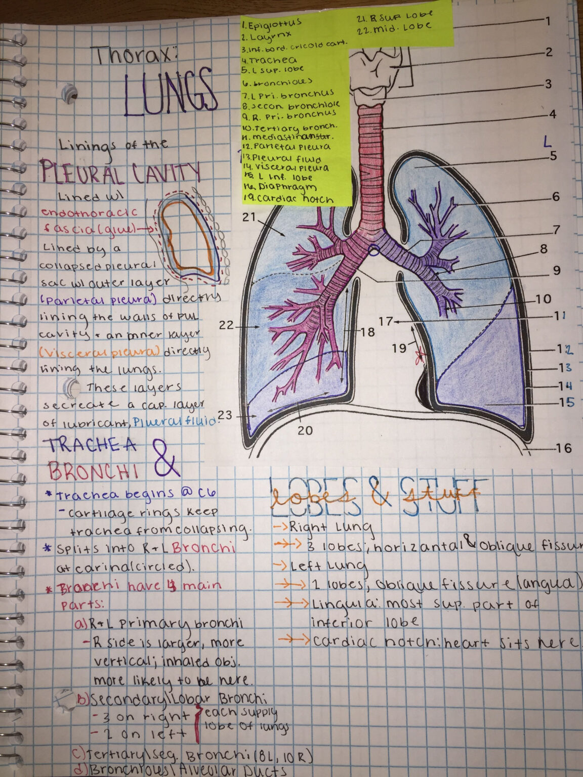 Anatomy Notes For Medical Students Printable | Anatomy Worksheets