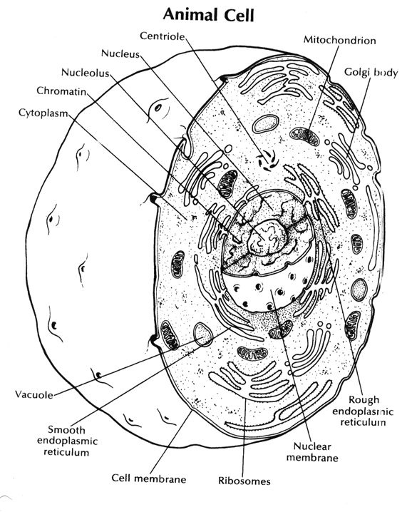 Anatomy Of A Cell Worksheet Anatomy Worksheets