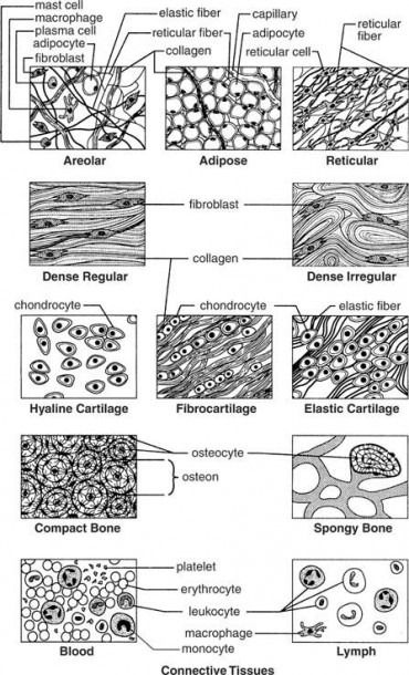 Anatomy And Physiology 1 Worksheet For Tissue Types Answer Key 