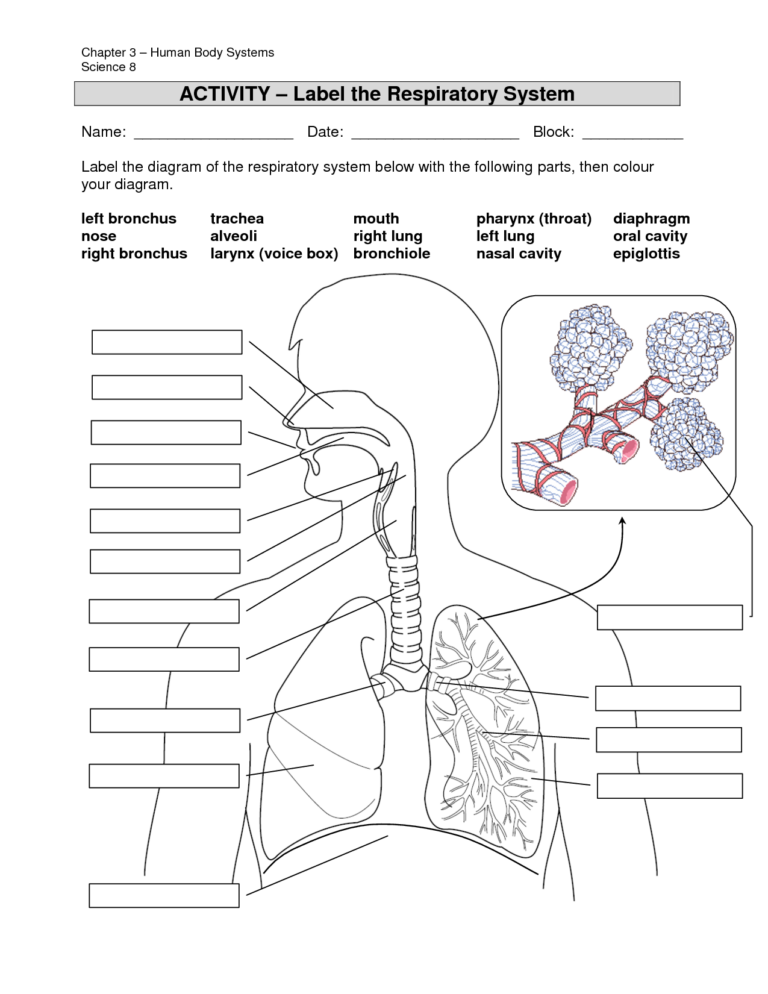 Archer Tower Printable Diagram Source Respiratory System Anatomy Porn