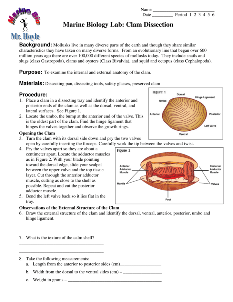 Bestseller Clam Dissection Lab Answers Anatomy Worksheets