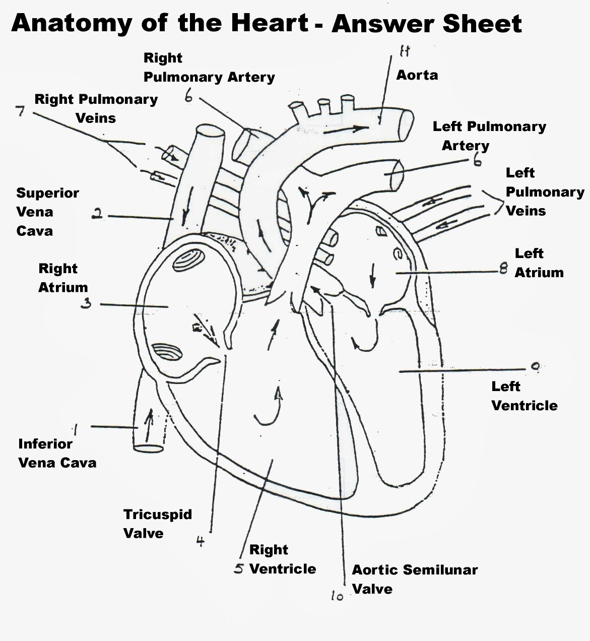 The Heart Anatomy Of The Heart Worksheet Anatomy Worksheets