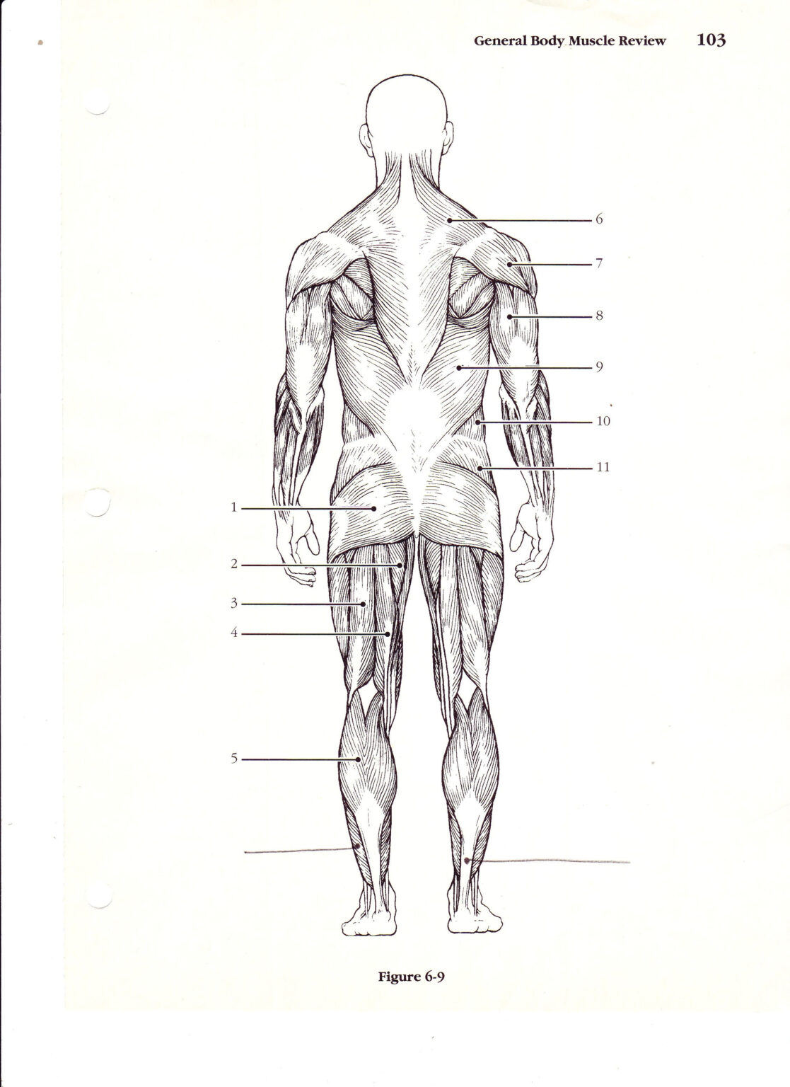 Blank Muscle Diagram To Label Lovely New Page 1 Bs079 K12 Muscle ...