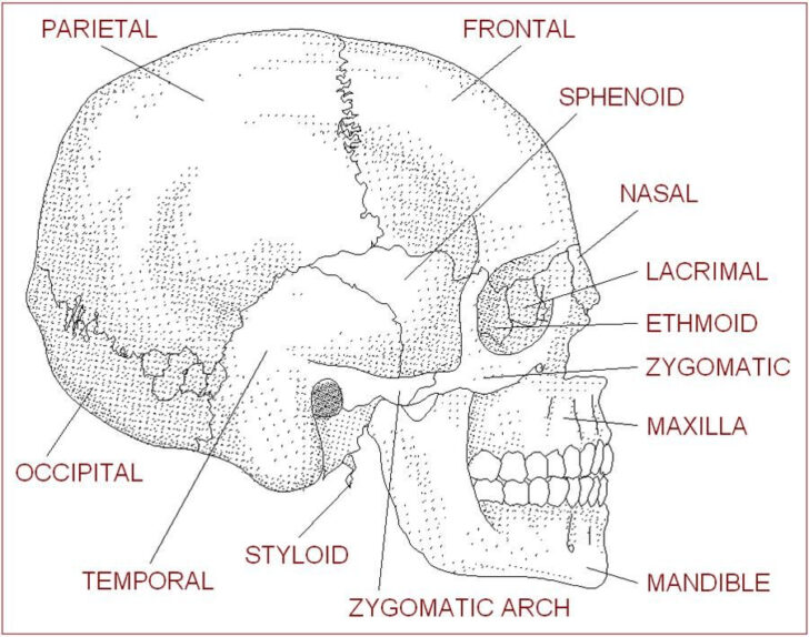 Blank Skull Diagram Human Anatomy | Anatomy Worksheets