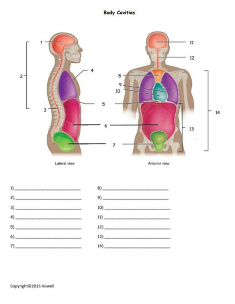 Anatomy Body Cavities Worksheet | Anatomy Worksheets