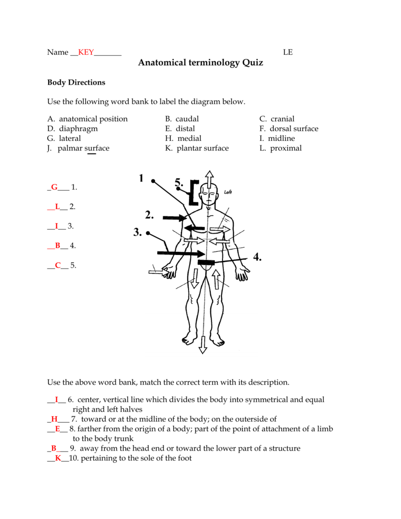 Anatomy Body Cavities And Planes Worksheet Answers Anatomy Worksheets Anatomy Body Cavities And Planes Worksheet Answers Anatomy Worksheets