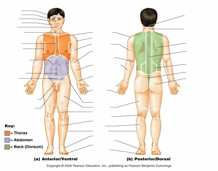 Anatomy Regional Terms Worksheet Anatomy Worksheets
