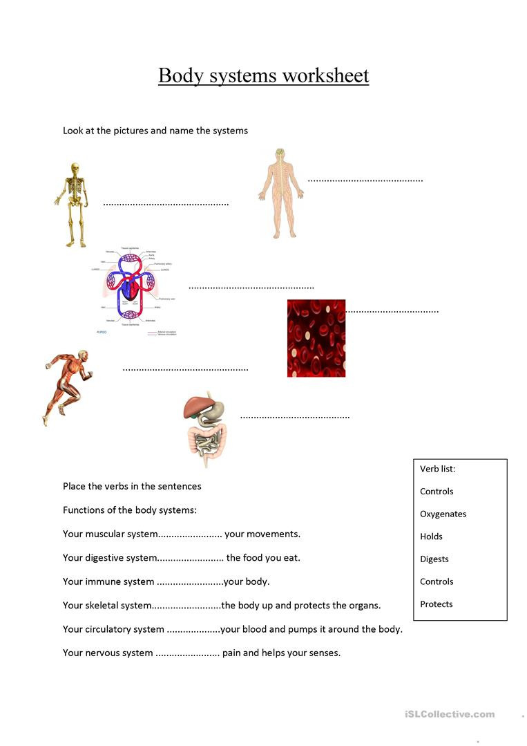 Body Systems Worksheet High School Anatomy Worksheets