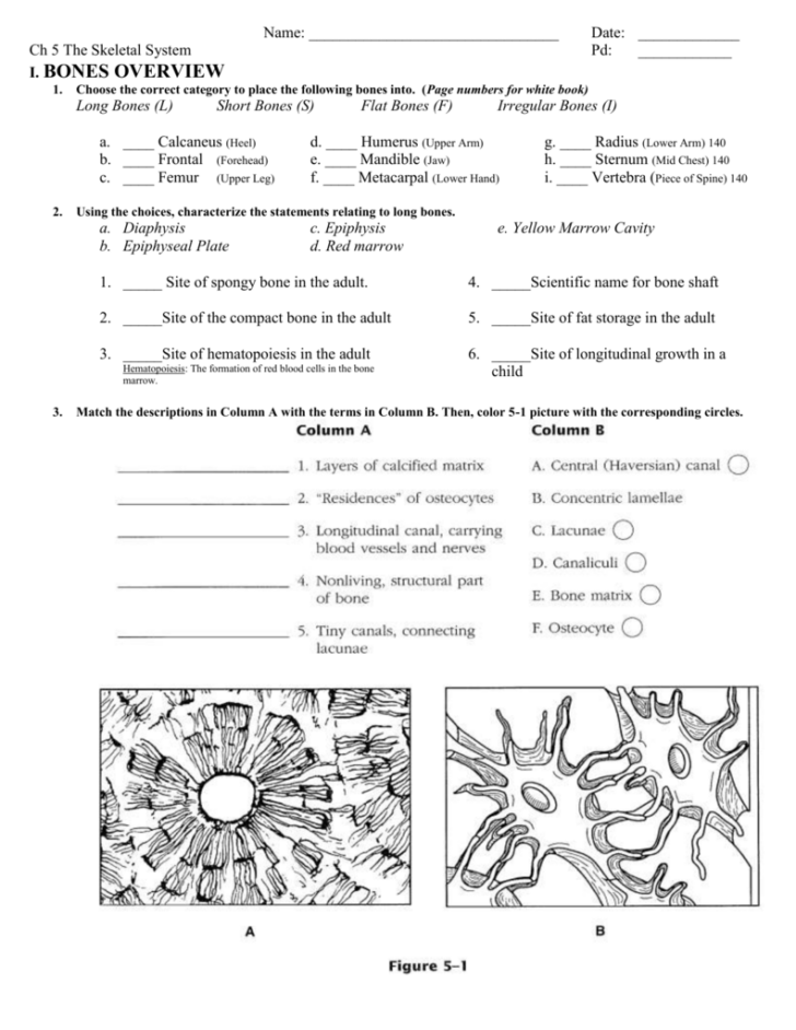 Ch 5 The Skeletal System | Anatomy Worksheets