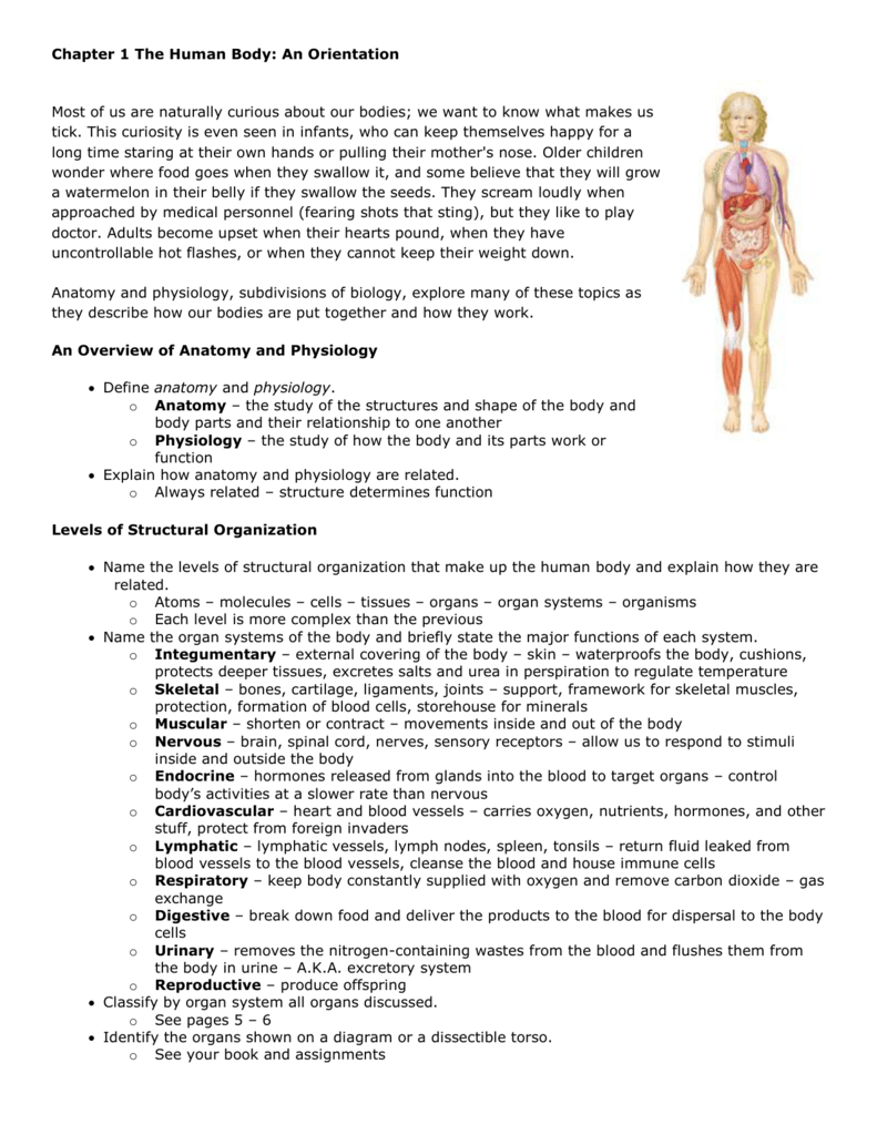 An Overview Of Anatomy And Physiology Worksheet Answers Anatomy 
