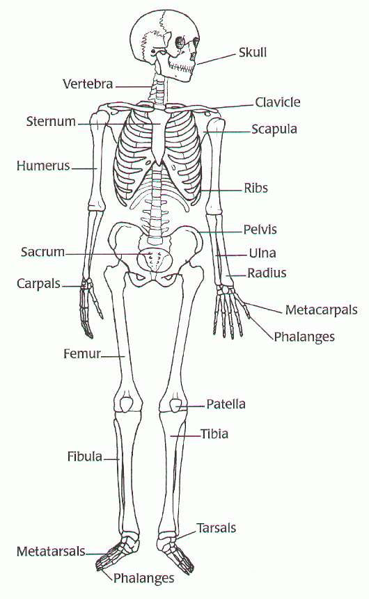 Anatomy Chapter 5 Skeletal System Worksheet Answers Anatomy Worksheets