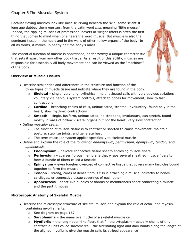 Microscopic Anatomy Of Skeletal Muscle Worksheet Chapter 6 Answers 