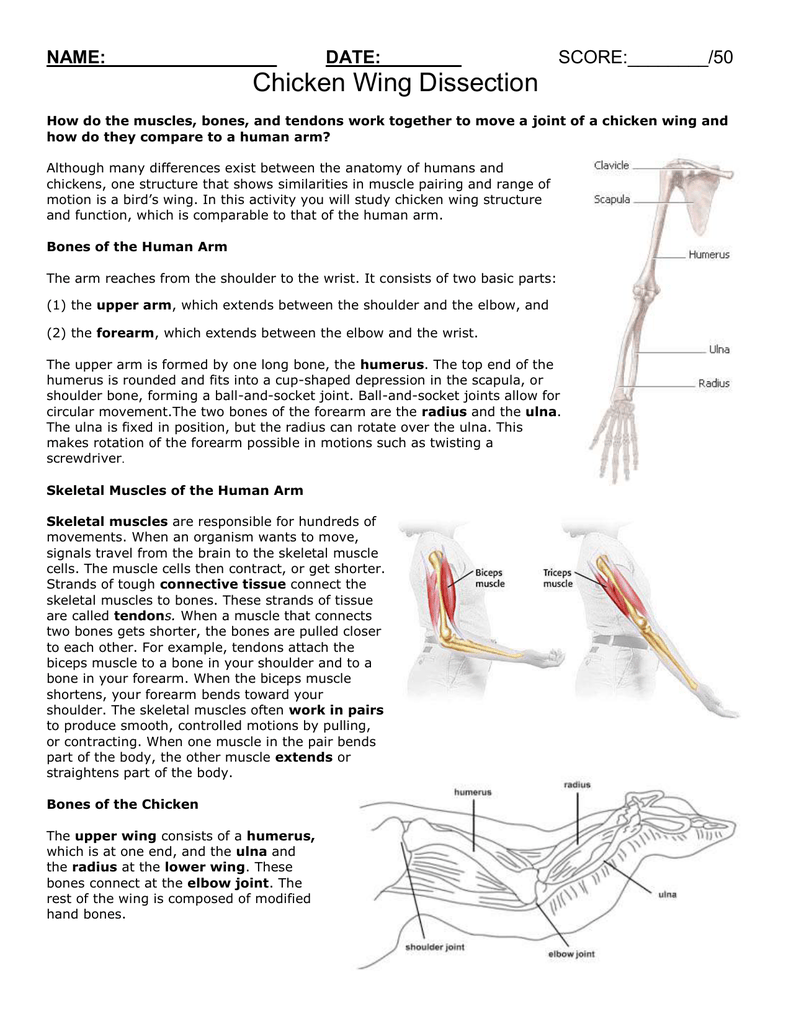 Comparative Anatomy Of The Domestic Chicken Worksheet Answers Anatomy 
