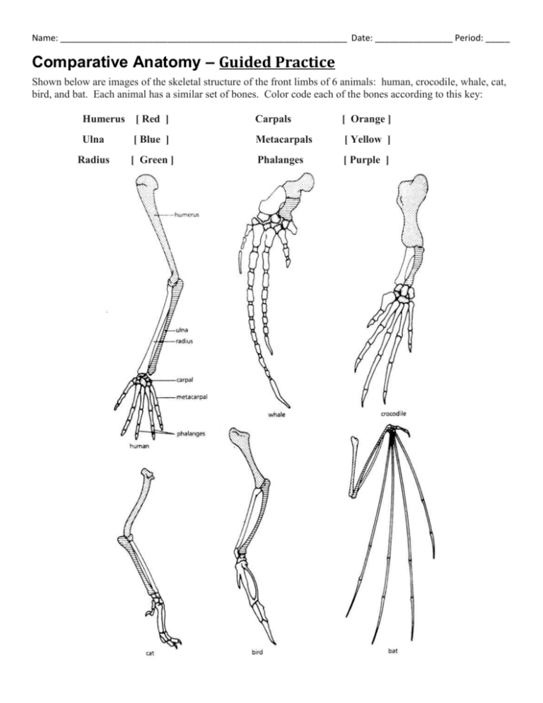 Comparative Anatomy Guided Practice | Anatomy Worksheets