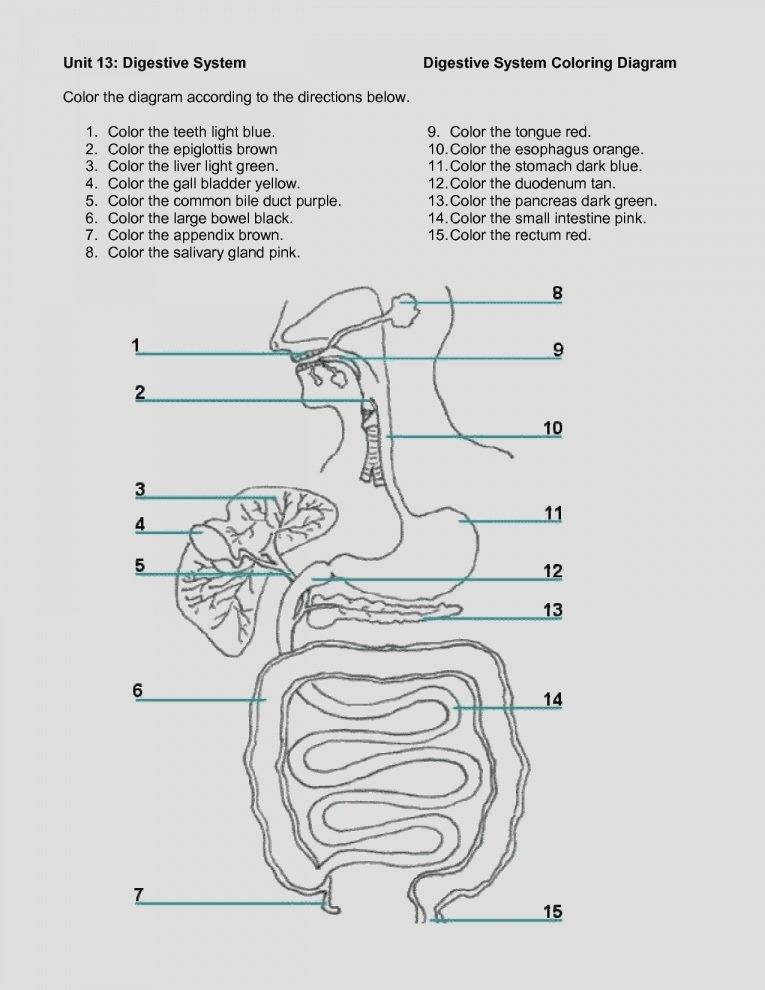 High School Anatomy And Physiology Worksheets Anatomy Worksheets