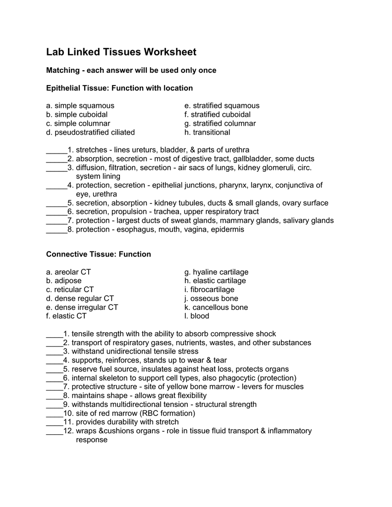 Anatomy Worksheet Epithelial Tissues Answer Key Anatomy Worksheets