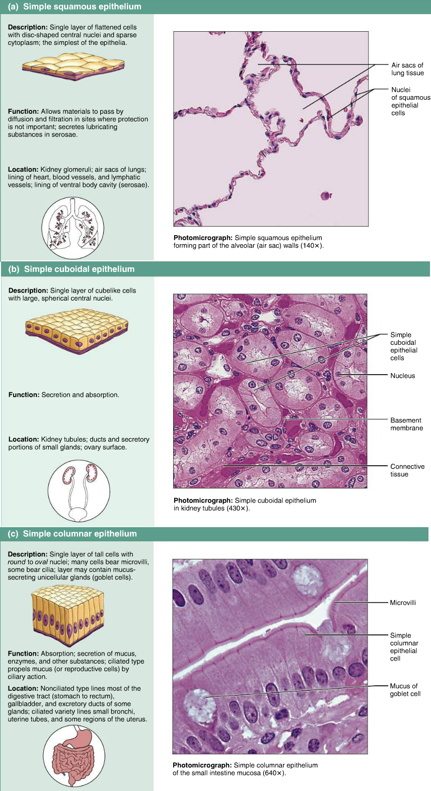 Anatomy And Physiology Epithelial Tissue Quiz Printable Anatomy 