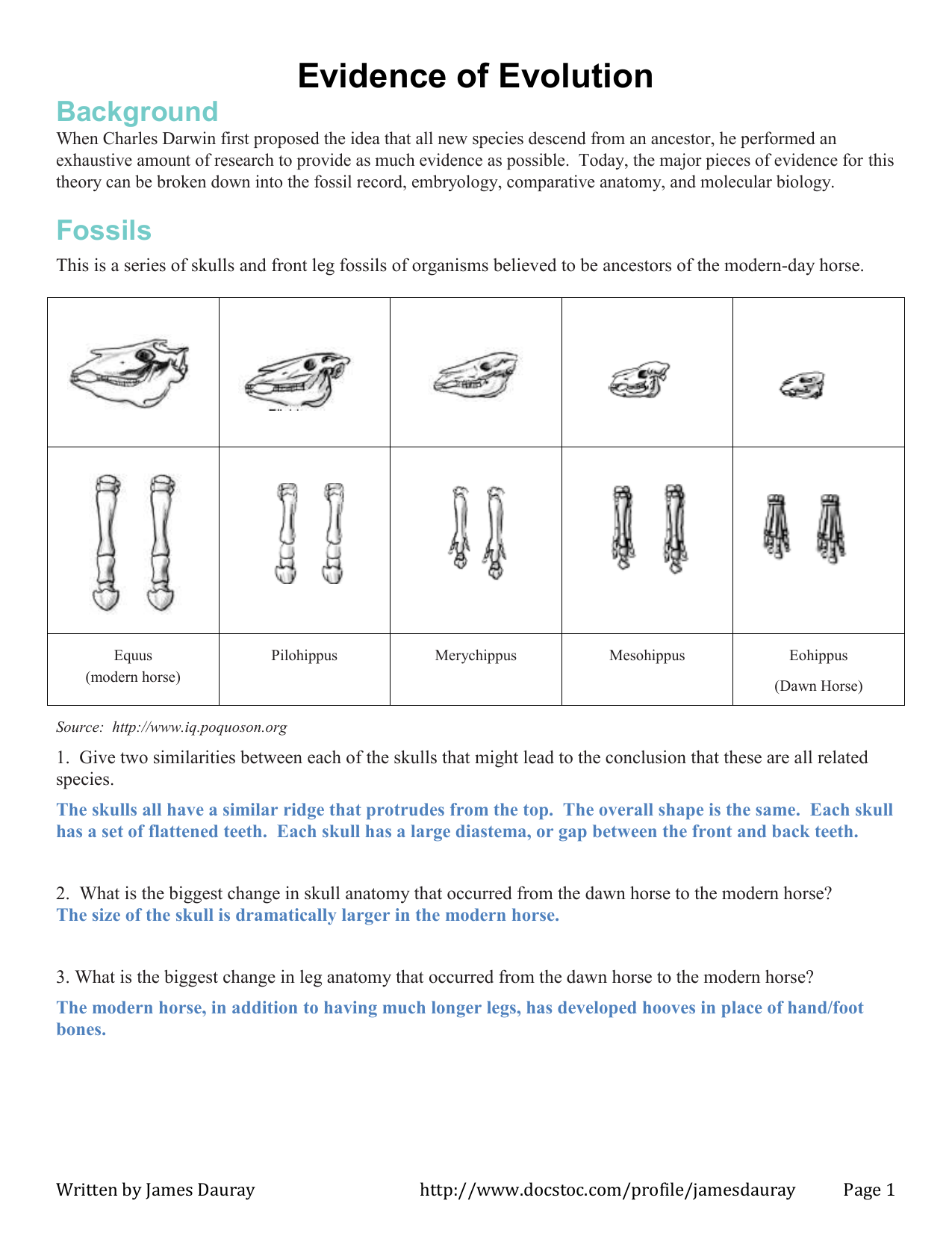 Evidence Of Evolution Comparative Anatomy Worksheet Answer Key 