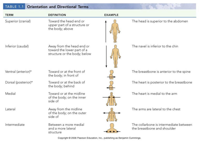 Worksheet Of Directional Terms Used In Anatomy And Medicine | Anatomy ...