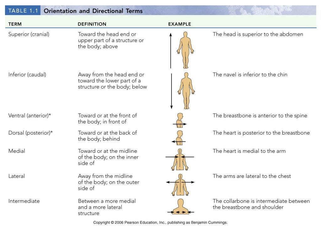 Worksheet Of Directional Terms Used In Anatomy And Medicine Anatomy