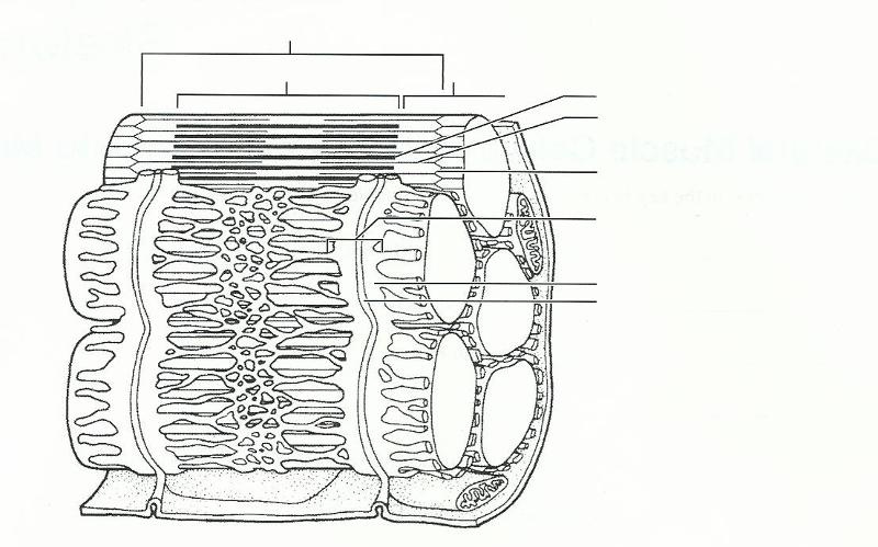 Microscopic Anatomy And Organization Of Skeletal Muscle Worksheet 