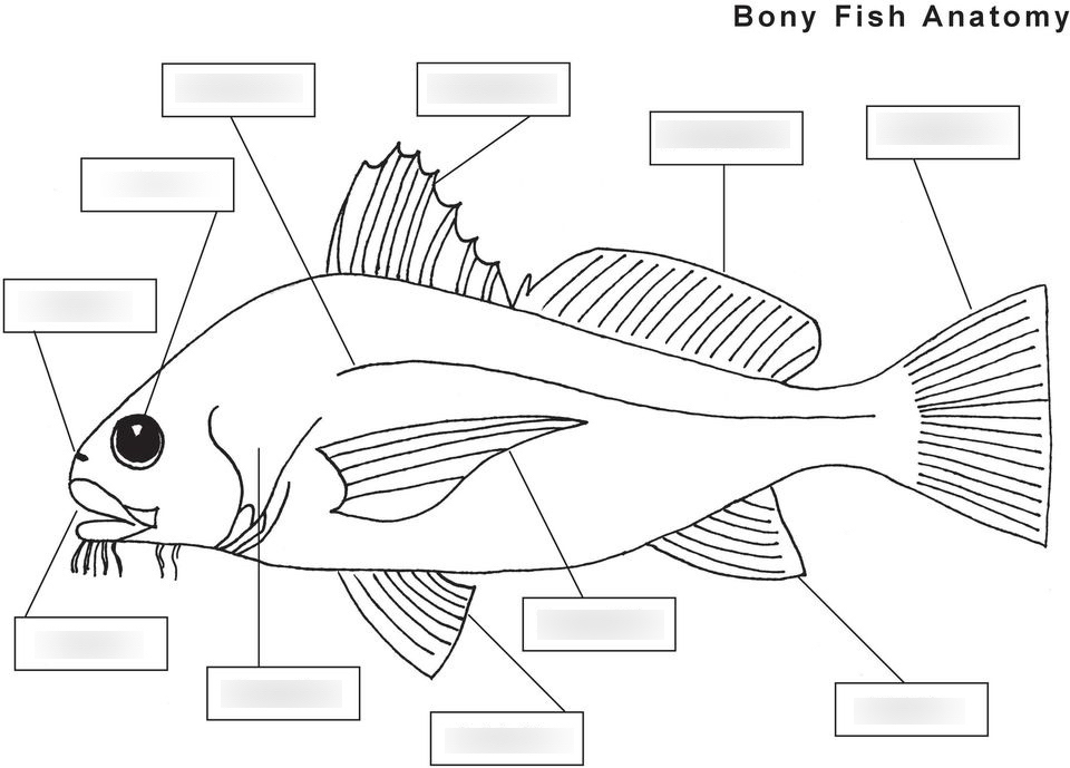 Bony Fish Anatomy Worksheet Anatomy Worksheets